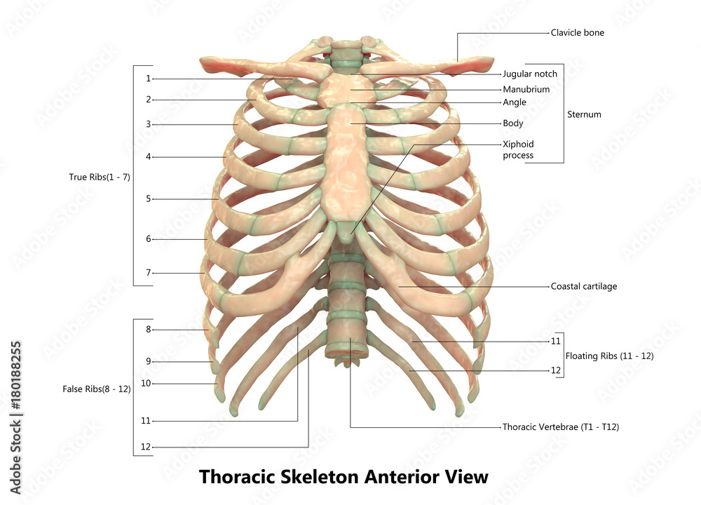 Skeletal System With Labels