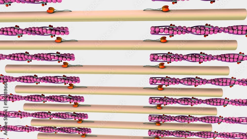 Muscle Contraction Stock Illustration | Adobe Stock