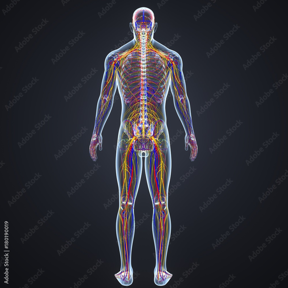Circulatory and Nervous System with Lymph Nodes Stock Illustration ...
