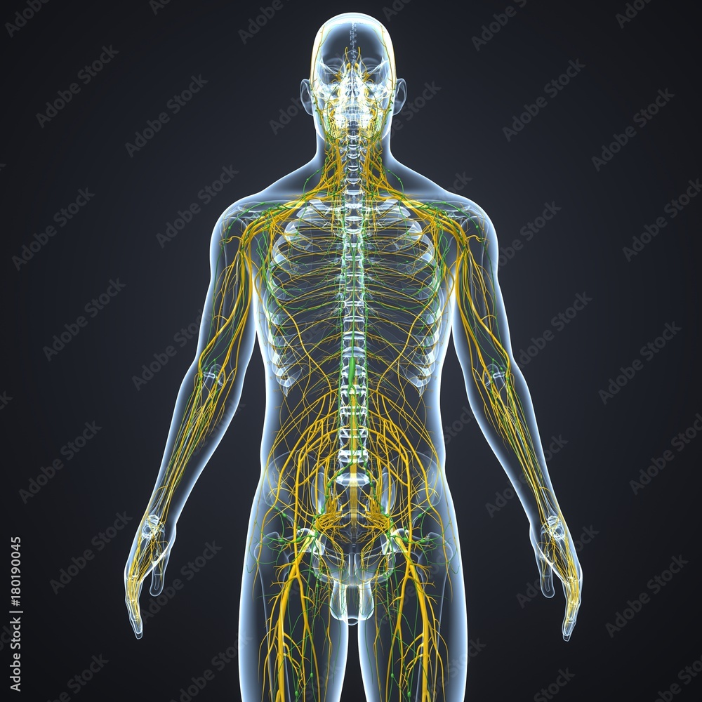 Nervous System with Lymph Nodes Stock Illustration | Adobe Stock