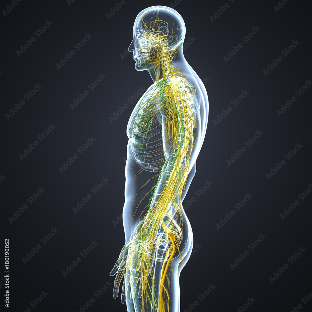 Nervous System with Lymph Nodes Stock Illustration | Adobe Stock