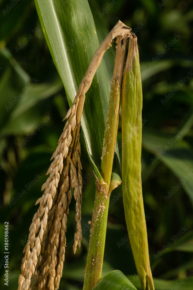 Symptom of stem borer on corn cause by Ostrinia furnacalis Stock Photo ...