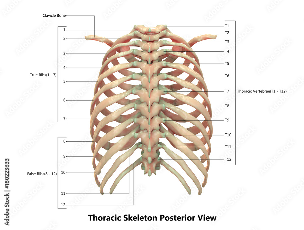 Human Skeleton System (Thoracic Skeleton) Anatomy with Detailed Labels ...
