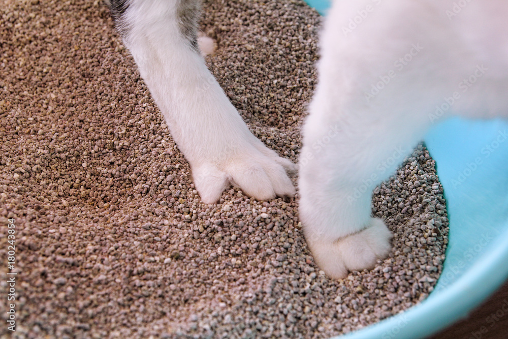 Cat paws in the sand, closeup. Cat using toilet, cat in litter box, for ...