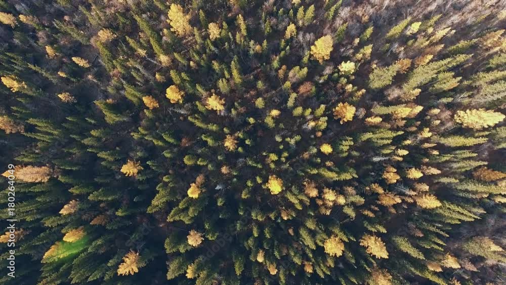 The tops of coniferous trees in a dense forest. Yellow tree tops early ...