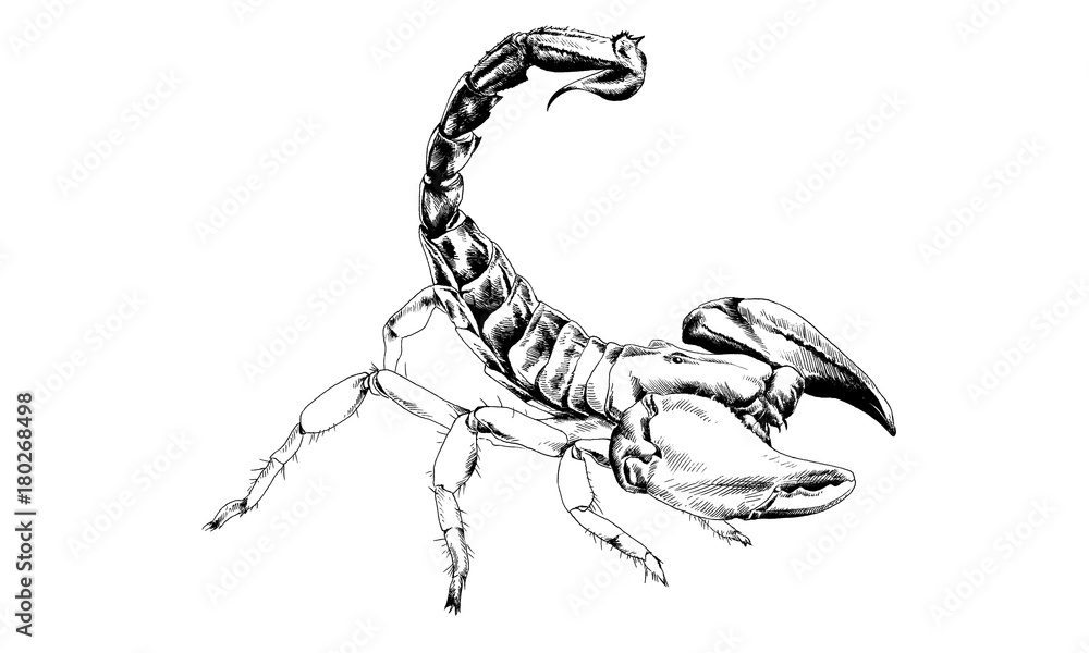 Scorpion is drawn with ink on white background tattoo Stock ...