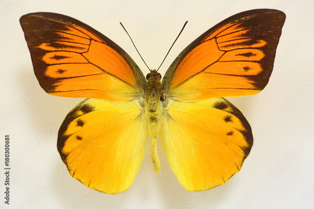 Hebomoia leucippe detanii butterfly isolated Stock Photo | Adobe Stock