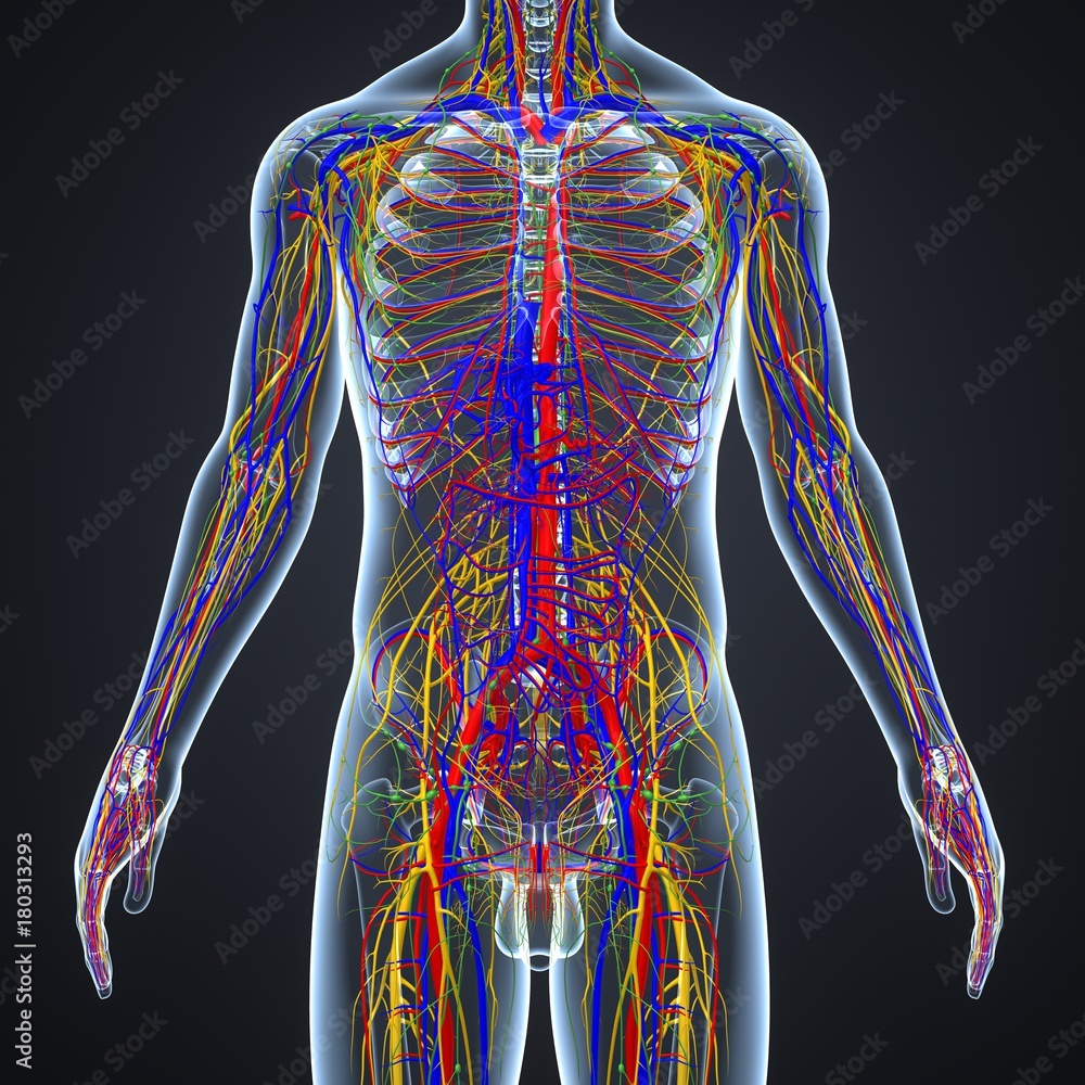 Circulatory and Nervous System with Lymph Nodes Stock Photo | Adobe Stock