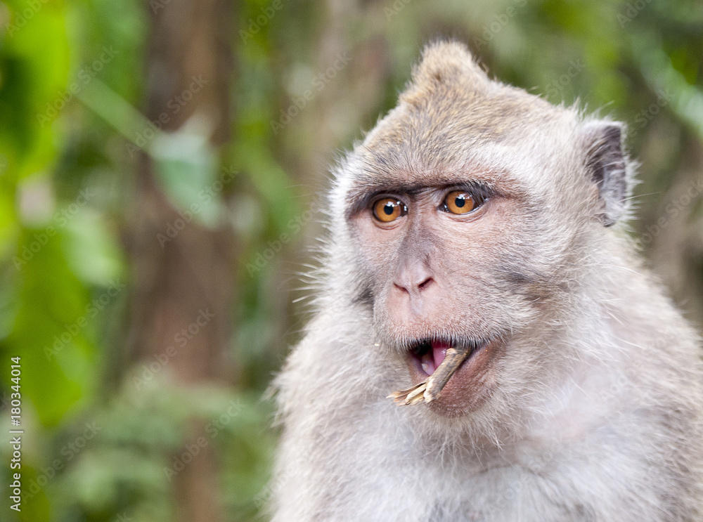 Makak jawajski Stock Photo | Adobe Stock