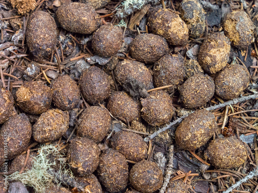 Moose Poop