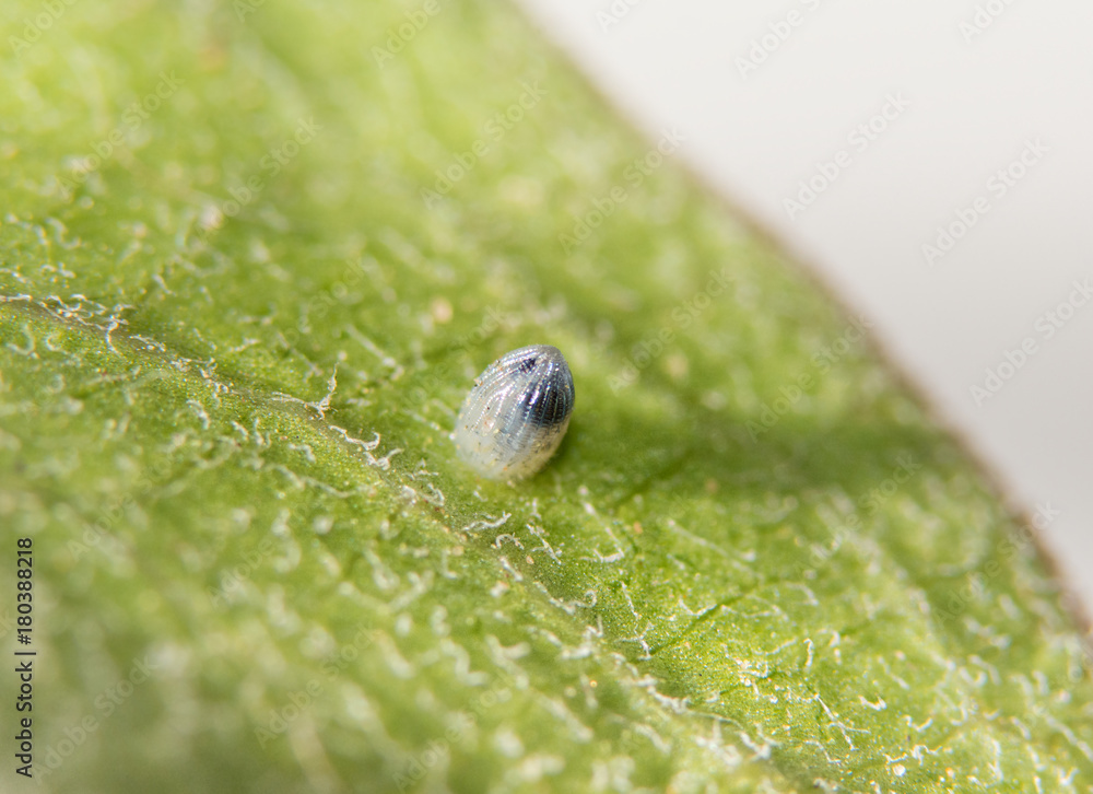 Monarch butterfly egg on a Milkweed leaf, with black parts of ...