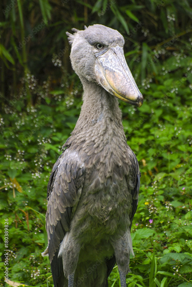 Shoebill bird close up Stock Photo | Adobe Stock
