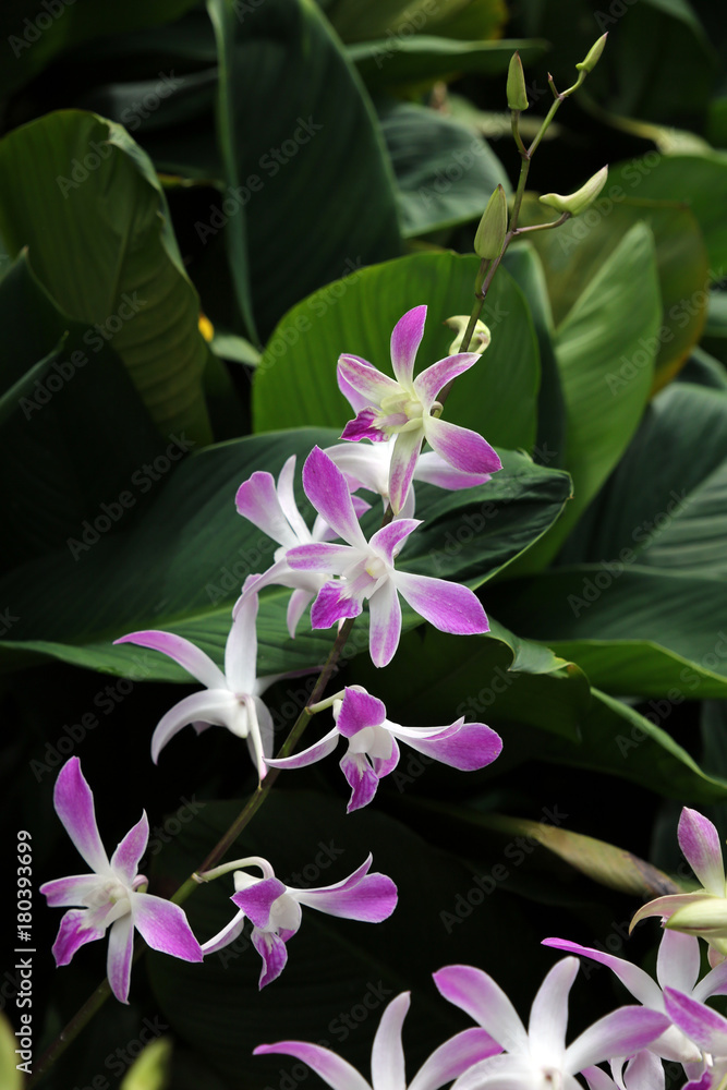 Orchideen-Hybride Dendrobium Caesar Stock Photo | Adobe Stock