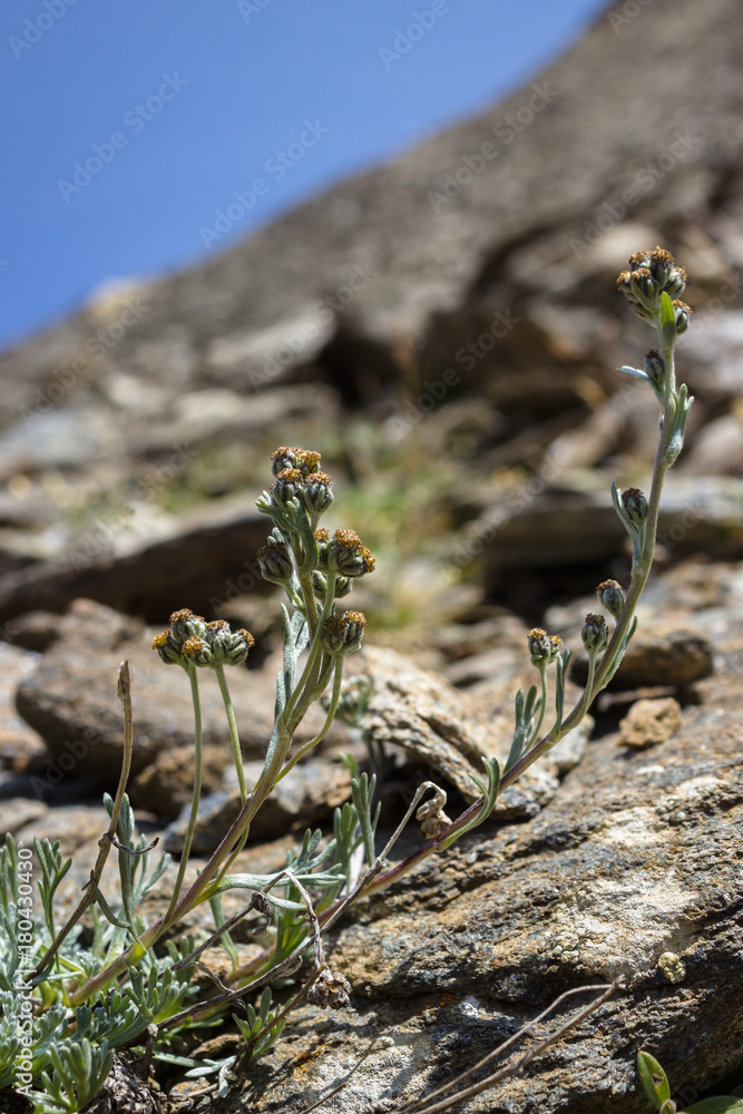Alpine wild flower Artemisia Umbelliformis (alpine wormwood or white ...