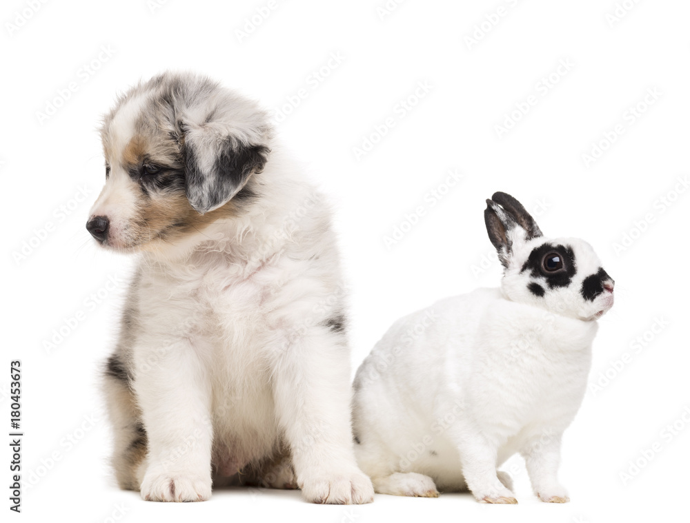 Australian Shepherd puppy and Dalmatian Rabbit sitting against each ...