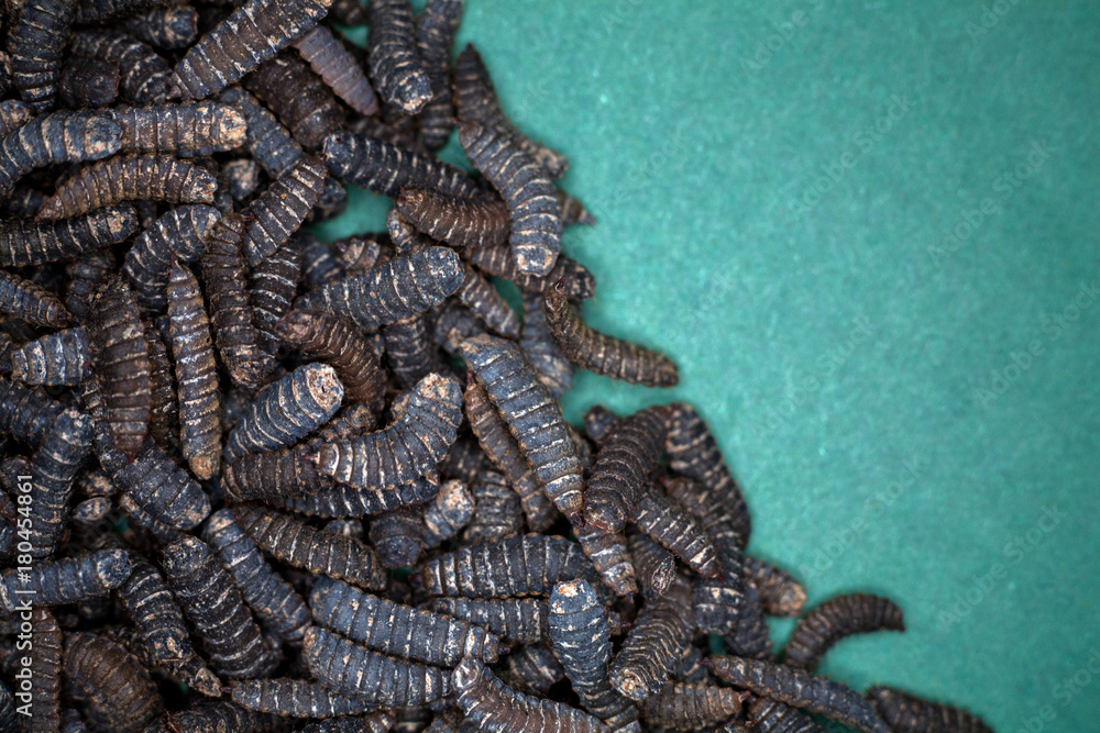 Larvae Hermetia illucens, the black soldier fly Stock Photo | Adobe Stock