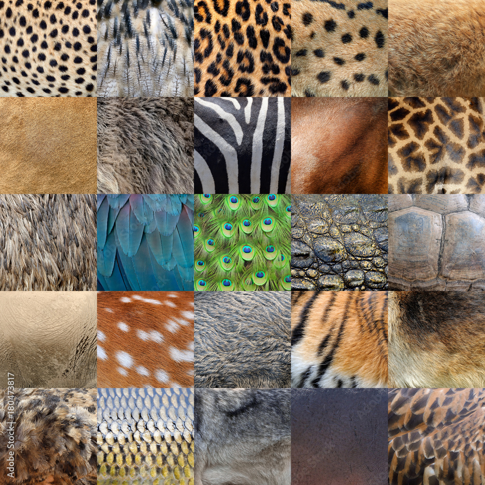 Collection of many real wild animals skin Stock Photo | Adobe Stock