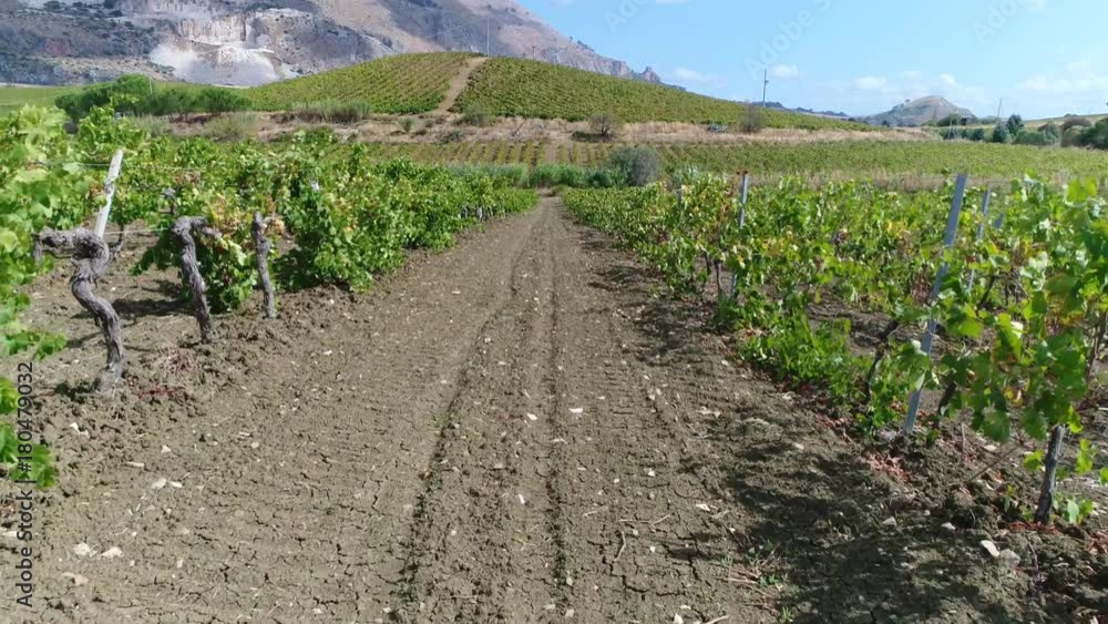 Low altitude bird view aerial moving over vineyard path a plantation of ...