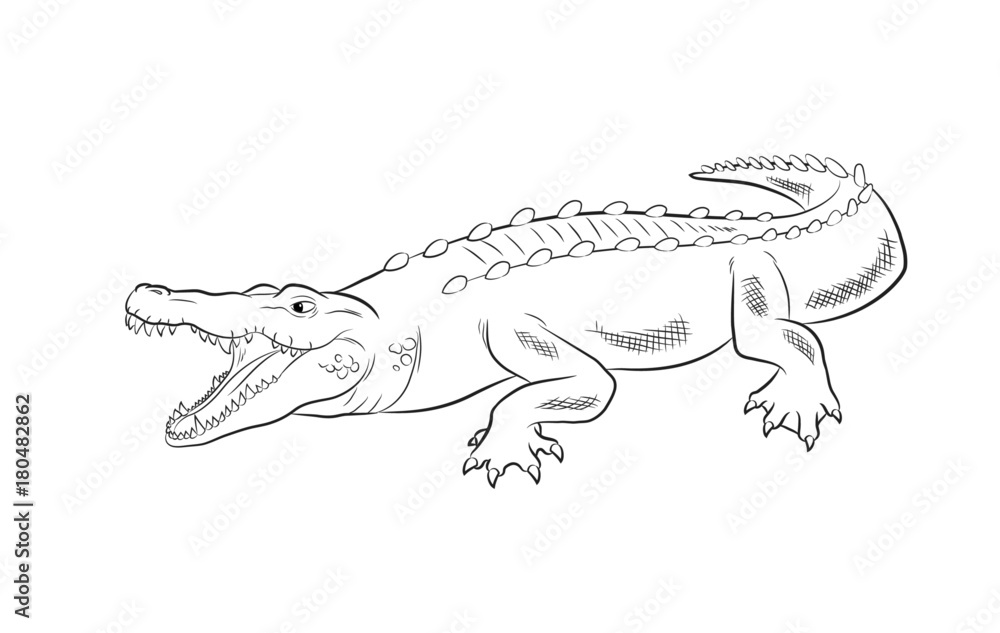 Crocodile Drawing Vector Illustration Stock Vector | Adobe Stock