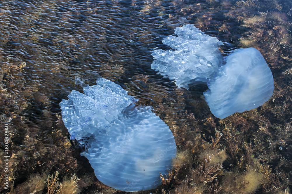 Blue blubber jellyfish among algae in the shallows of rocky sea bay ...