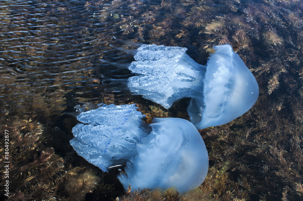 Blue blubber jellyfish among algae in the shallows of rocky sea bay ...