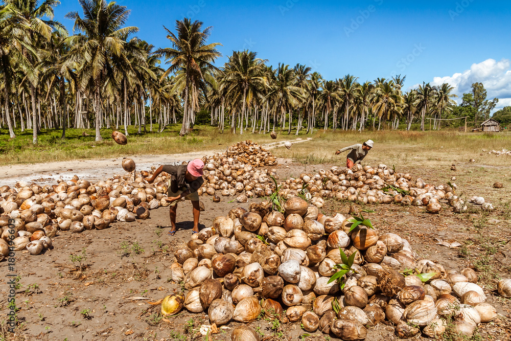 Coconut oil process Stock Photo | Adobe Stock