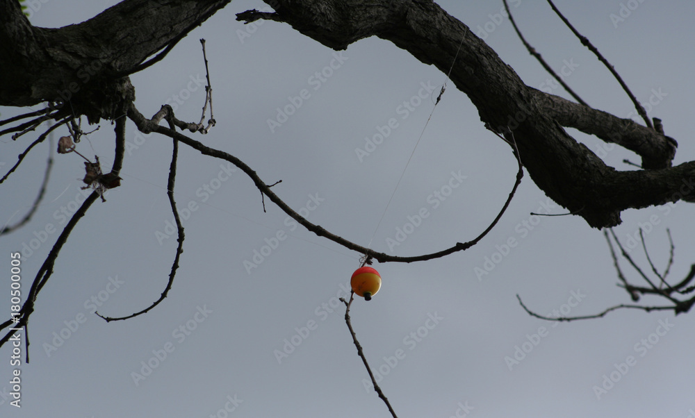 Tangled fishing line with a red and white bobber caught in a tree limb ...
