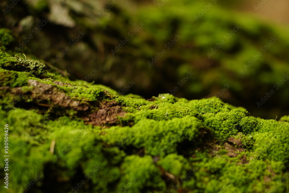 nature Stock Photo | Adobe Stock