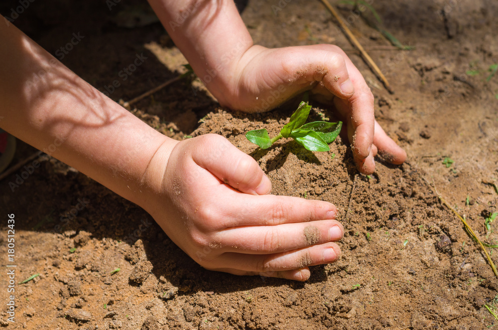 Ótimo conceito de sustentabilidade ambiental, mão de criança plantando ...