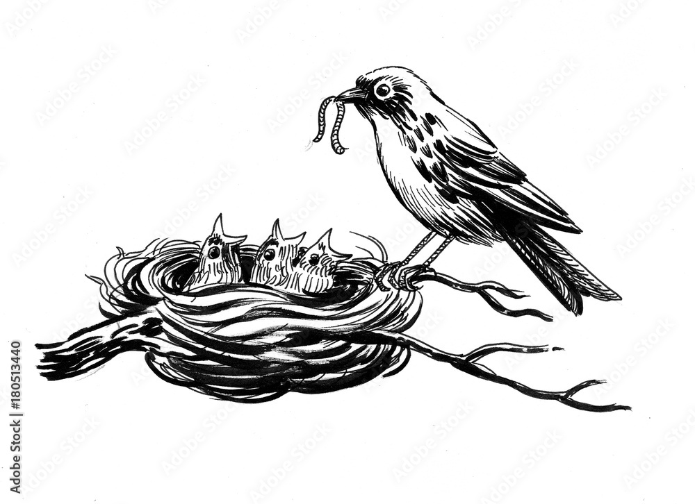Ink drawing of a bird and nest Stock Illustration | Adobe Stock