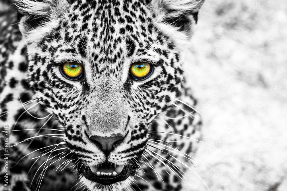 Hello I am the young leopard Stock Photo | Adobe Stock