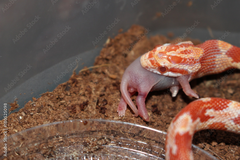 Cute Baby Corn Snake