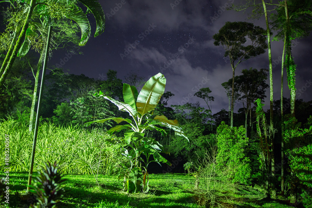 Jungle by night in Costa Rica - region Rainforest Stock Photo | Adobe Stock