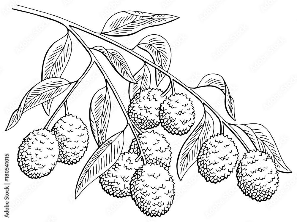 Lychee fruit graphic branch black white isolated sketch illustration ...