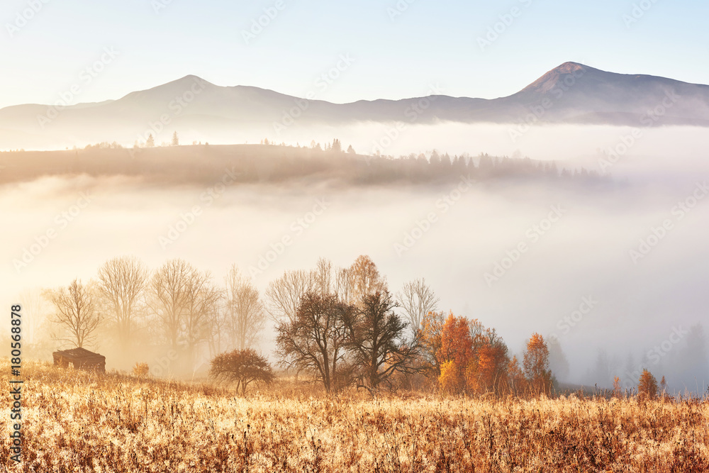 Majestic landscape with autumn trees in misty forest. Carpathian ...