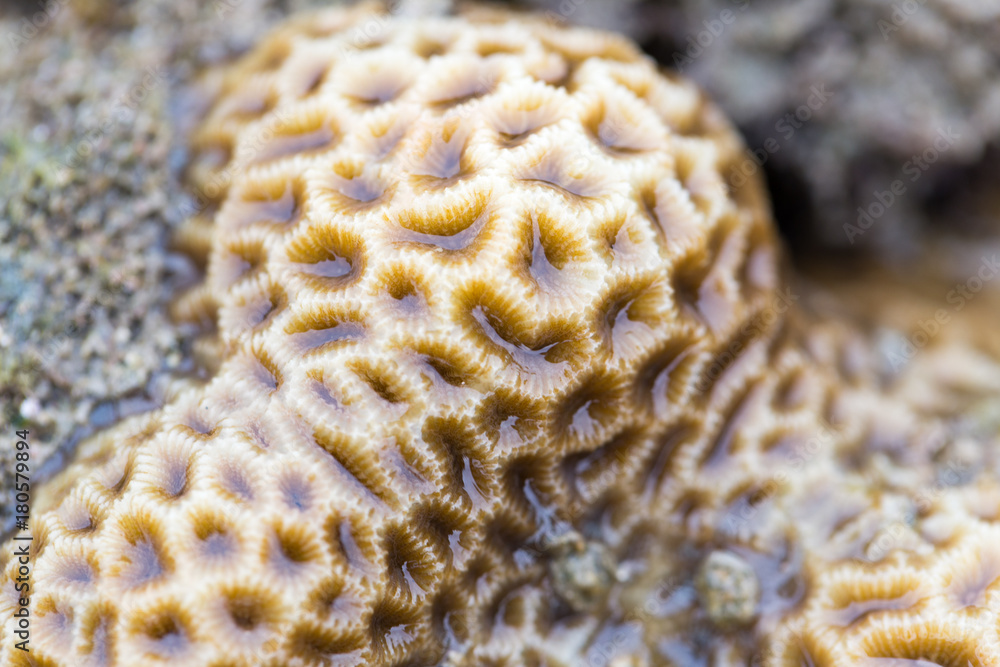 Coral reefs are built from stony corals, which in turn consist of ...