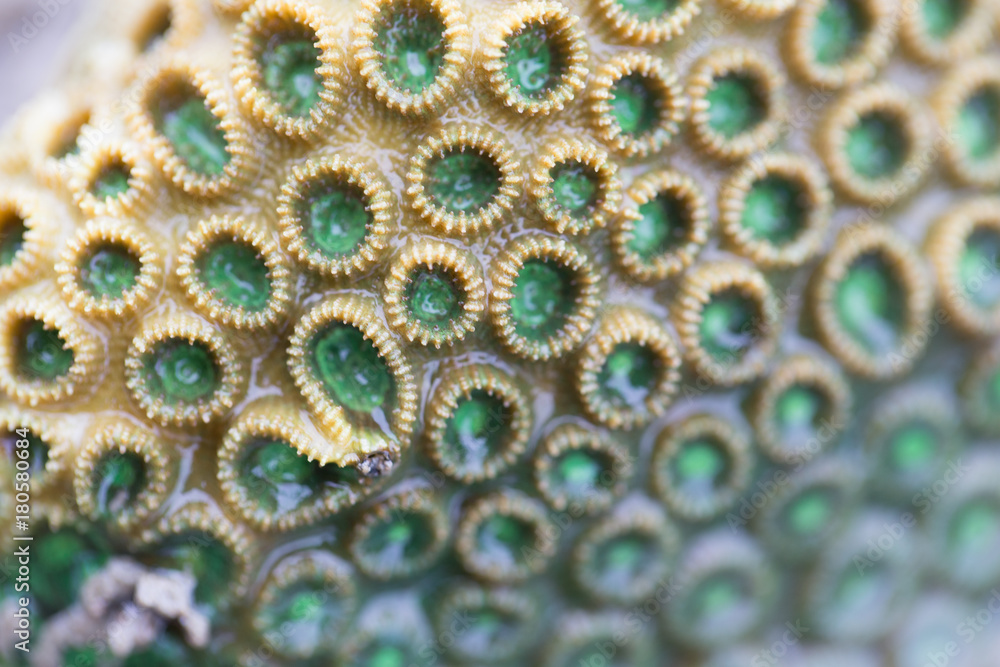 Coral reefs are built from stony corals, which in turn consist of ...