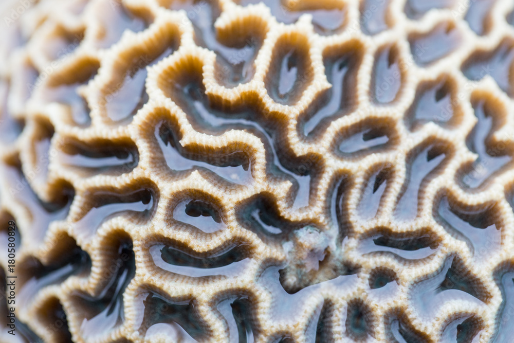 Coral reefs are built from stony corals, which in turn consist of ...