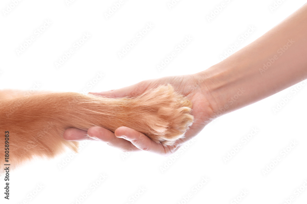 Woman holding dog's paw on white background Stock Photo | Adobe Stock