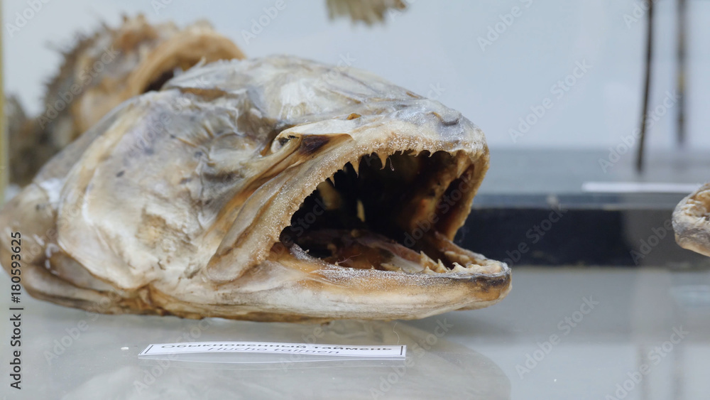 Coelacanth Latimeria chalumnae Lobbed-fin fish, Natural History Museum ...