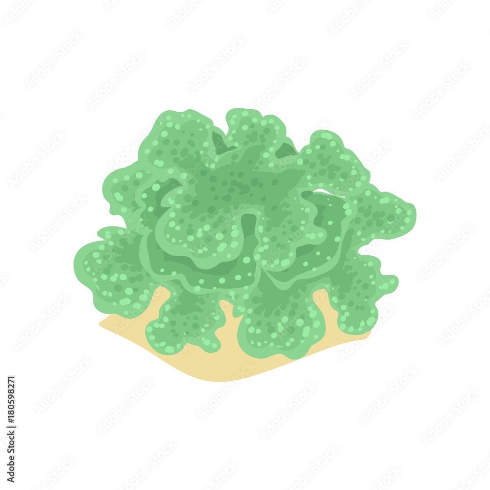 Cartoon illustration of green algae from tropical coral reefs. Sea and ...