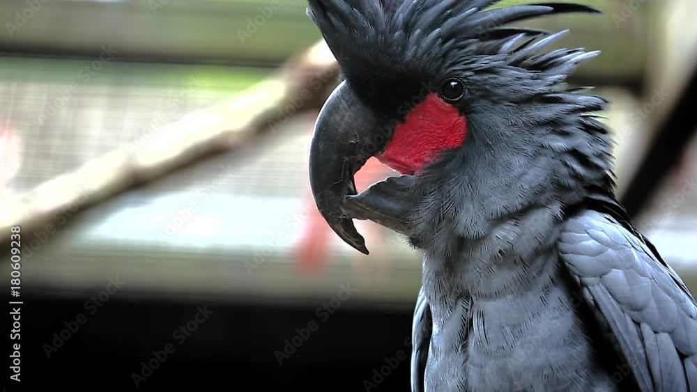 Vidéo Stock Head of a Beautiful Black Palm Cockatoo (Probosciger ...