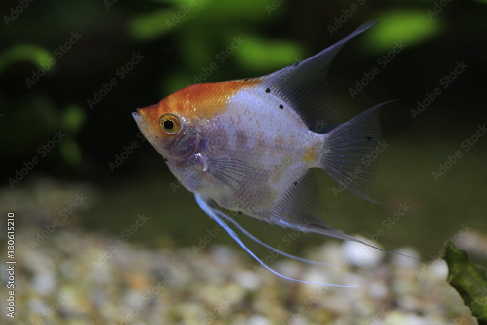 Panda Skalare im Aquarium, Pterophyllum scalare Stock Photo | Adobe Stock