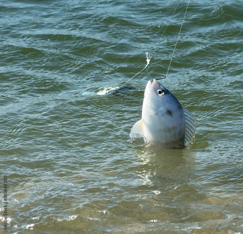 Fishing, fish caught on a fishing pole. The pinfish, Lagodon rhomboides ...