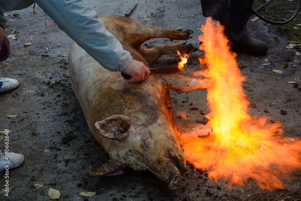 Pig slaughtering ceremony in the Hungarian countryside Stock Photo ...