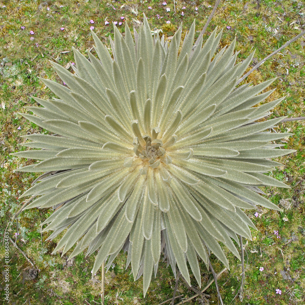 Columbia South America Plants