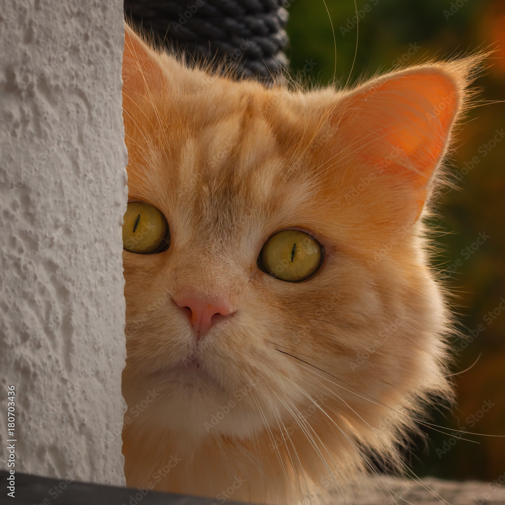 Ginger Maine Coon cat peeking around a corner Stock Photo | Adobe Stock