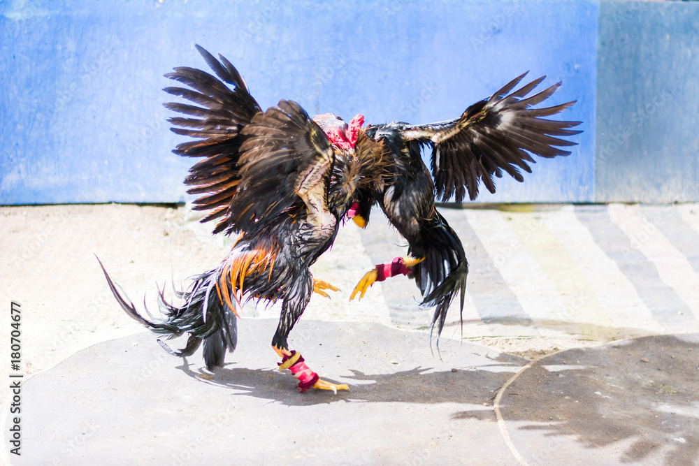 Gamecocks are fighting in game at countryside , Thailand Stock Photo ...