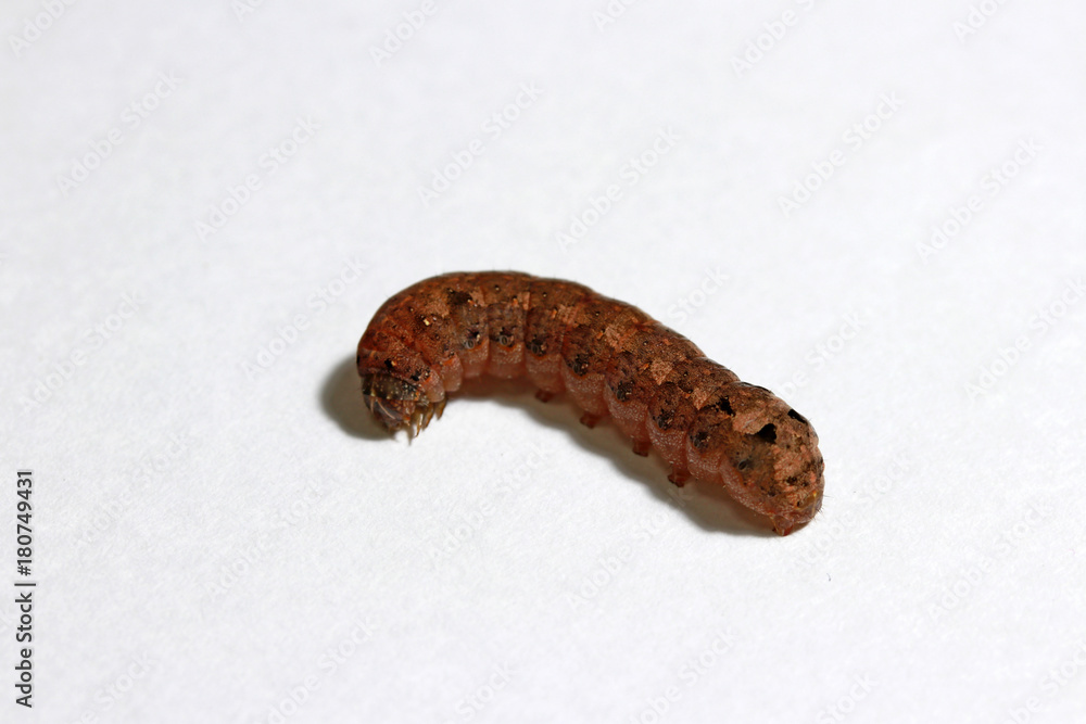 Brown caterpillar isolated on white background. the larva of a ...