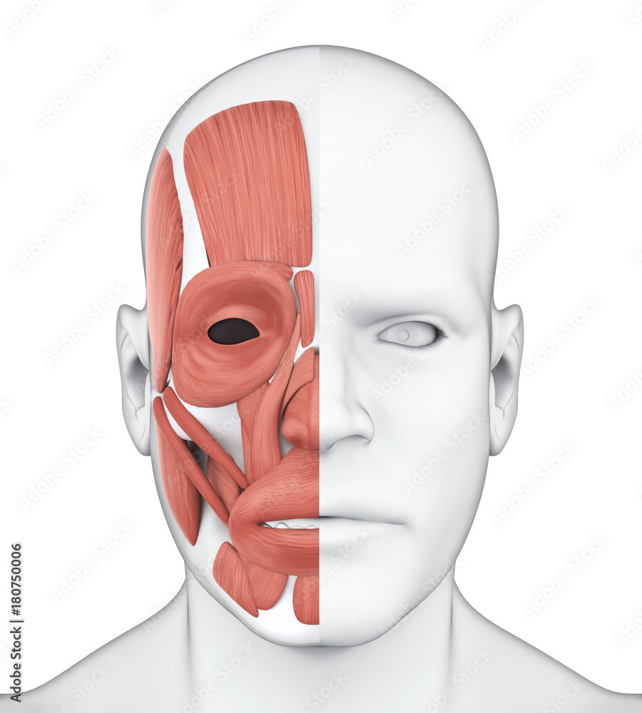Human Facial Muscles Anatomy Stock Illustration | Adobe Stock